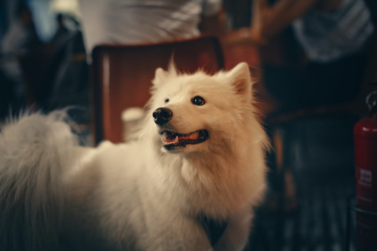 Behind The Smile: Are Samoyeds Aggressive? - Happy Samoyed
