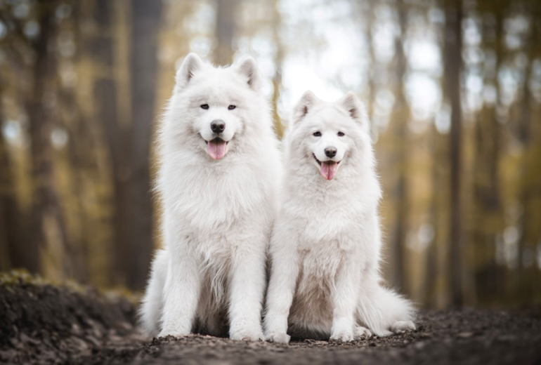 What Are Double Coats, And Do Samoyeds Have One? - Happy Samoyed