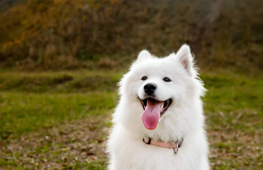 Personality / Behaviour Archives - Happy Samoyed