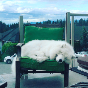 About Us - Meet Brody The Happy Samoyed! - Happy Samoyed