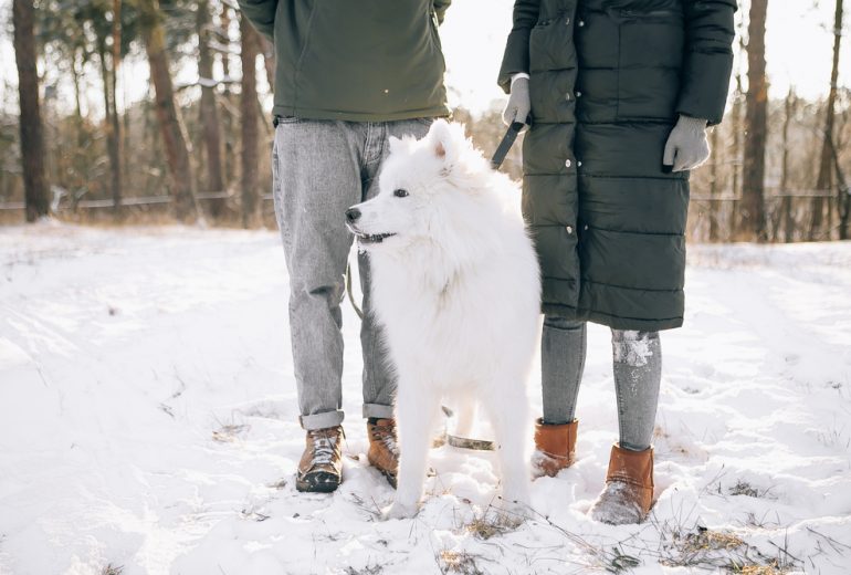 Samoyed Training The Easy Way - Happy Samoyed