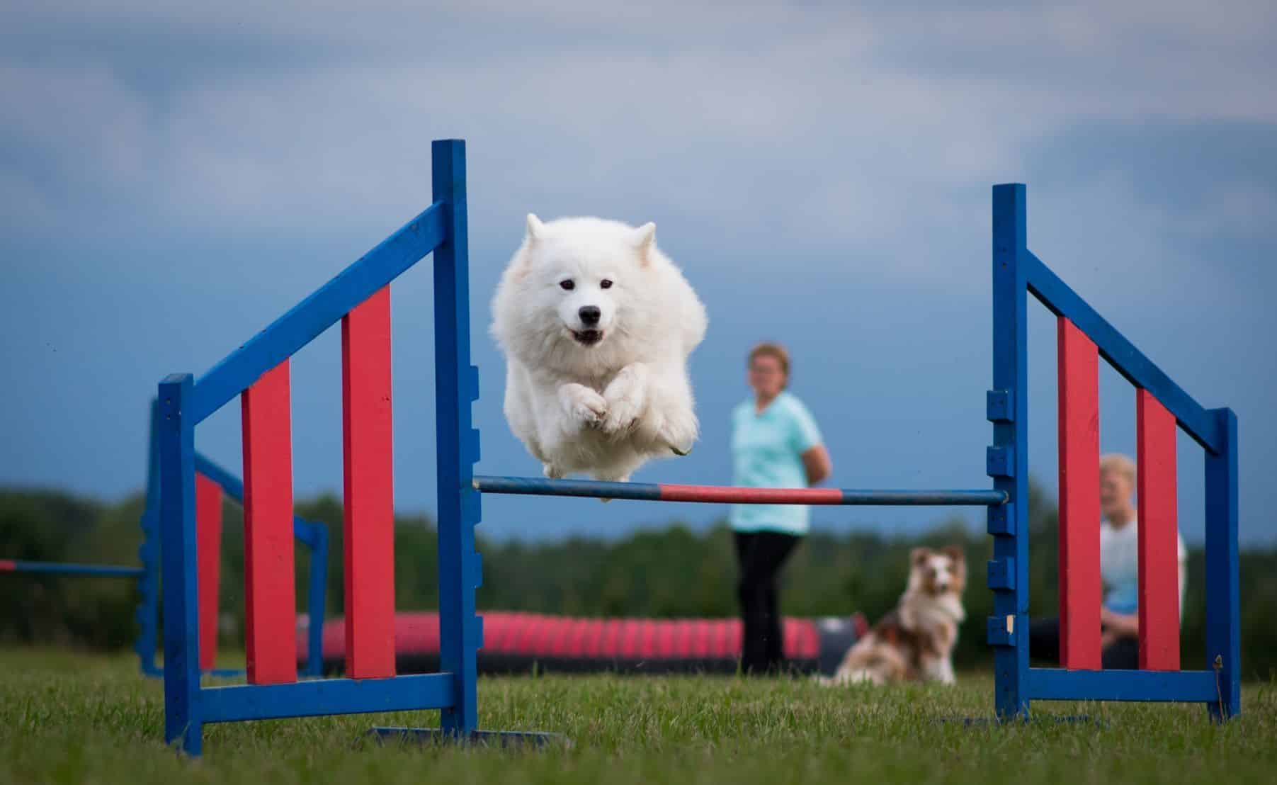 Your Guide To Samoyed Exercise Needs - Happy Samoyed