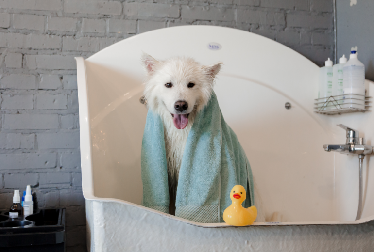 Best Samoyed Grooming Tools To Use At Home - Happy Samoyed