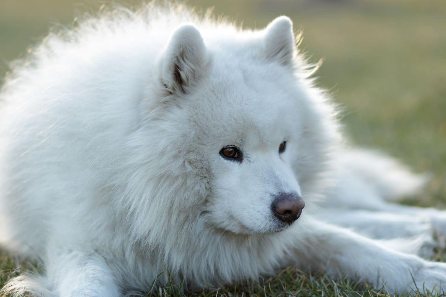 Samoyed Feeding Amounts How much is too much? - Happy Samoyed