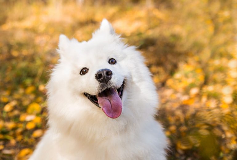 Names For Samoyed Dogs: Picking The Right One - Happy Samoyed
