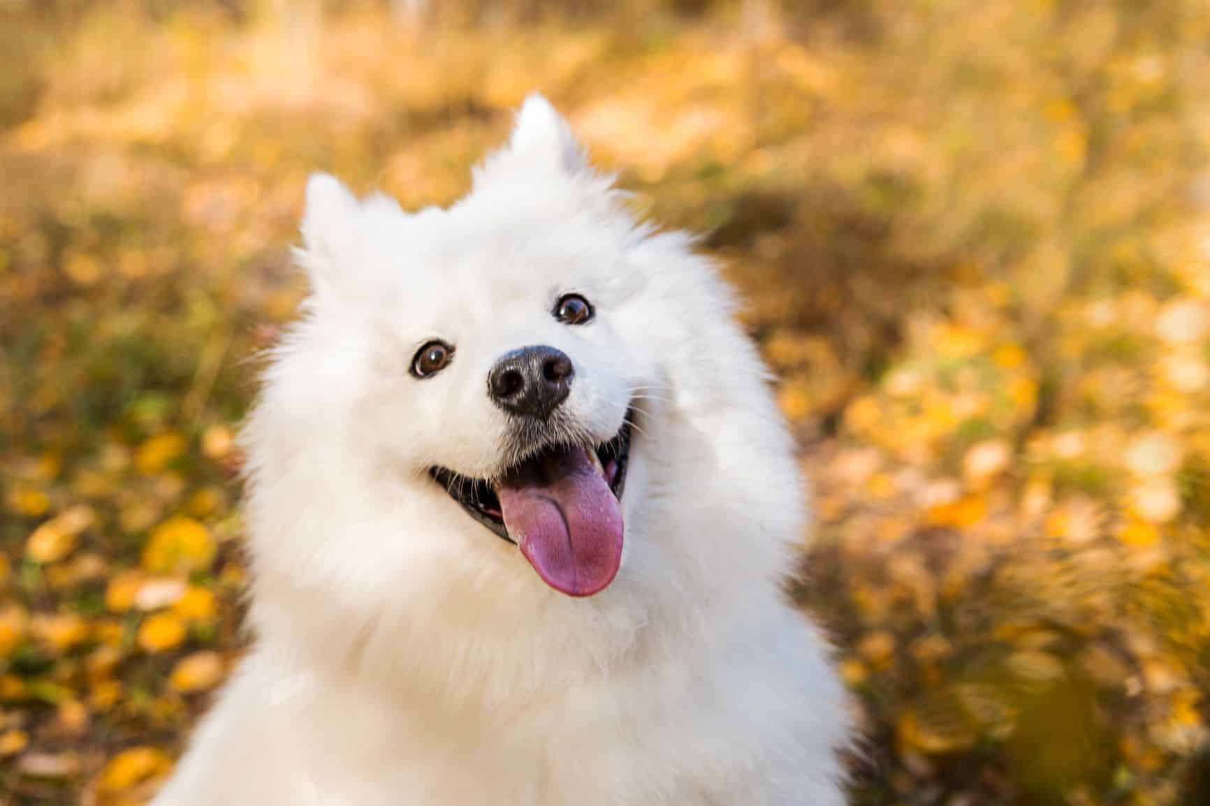Names For Samoyed Dogs: Picking The Right One - Happy Samoyed
