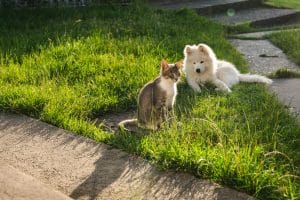 Are Samoyeds Good With Cats? - Happy Samoyed