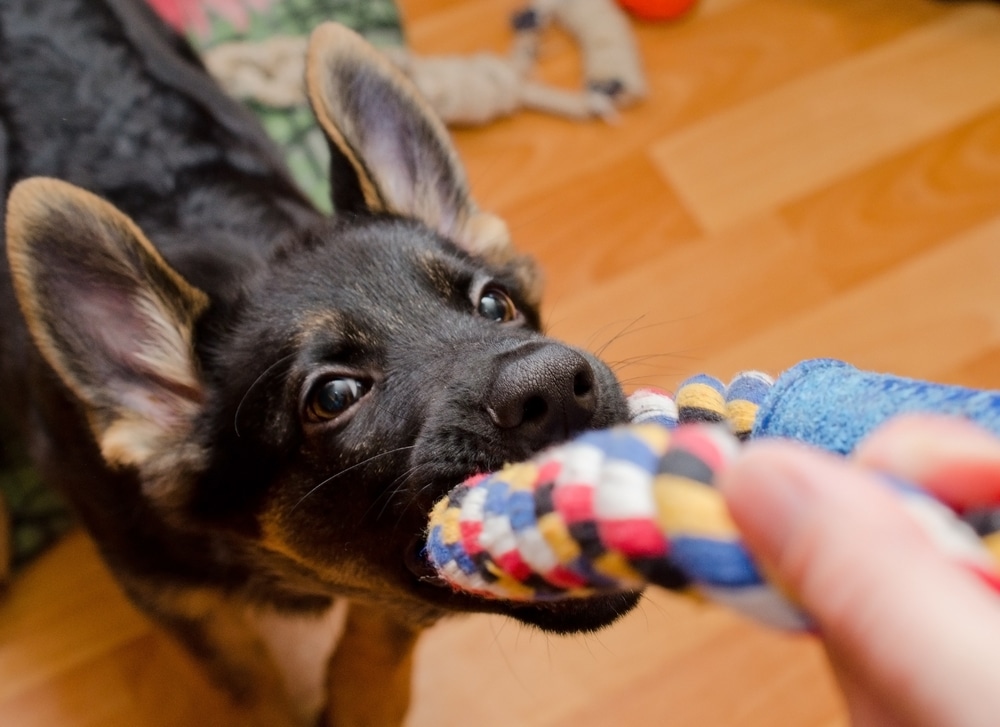 How Much Stronger Are Dogs Than Humans
