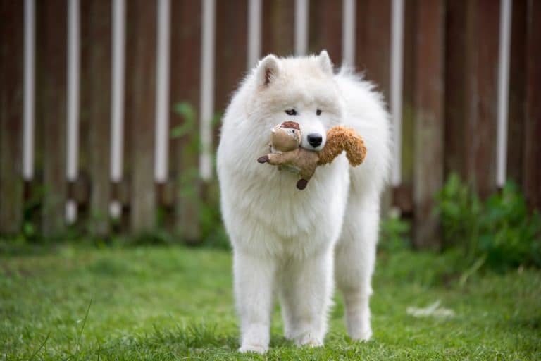 What Are The Best Toys For Samoyed Dogs? - Happy Samoyed
