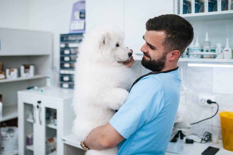 What Are Double Coats, And Do Samoyeds Have One? - Happy Samoyed